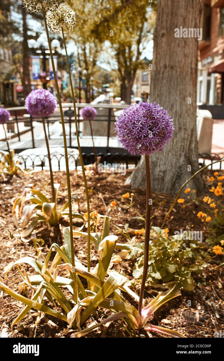 Allium Flower bulbs planted in flower beds at Pearl Street Mall in ...