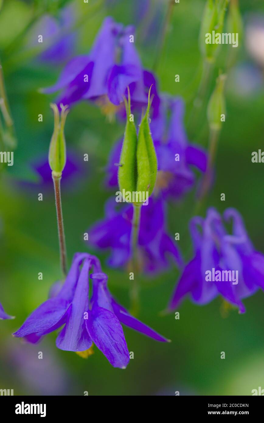 blue flowers of Ancolia (Aquilegia), perennial plant of the family ...