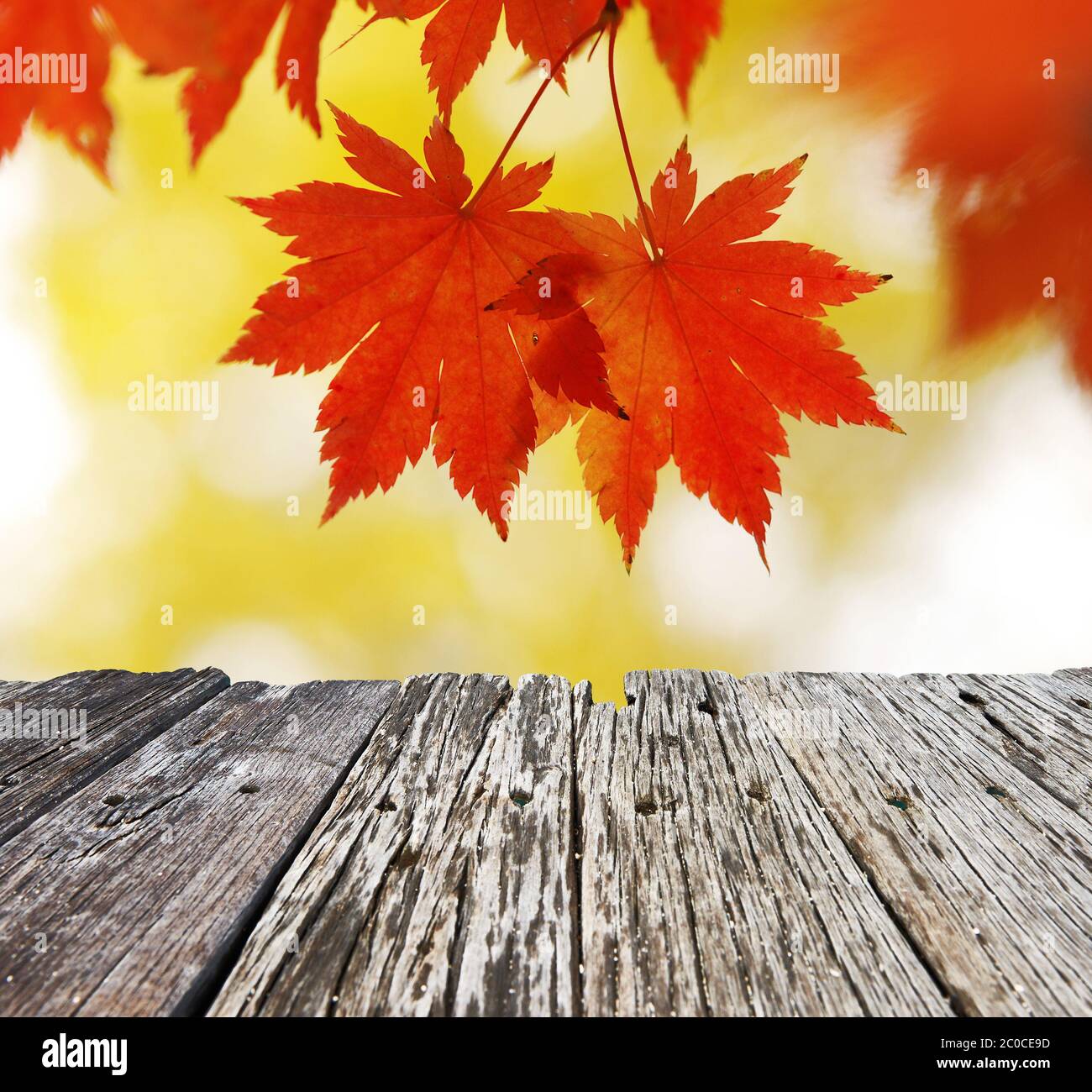 Autumn maple leaves Stock Photo - Alamy