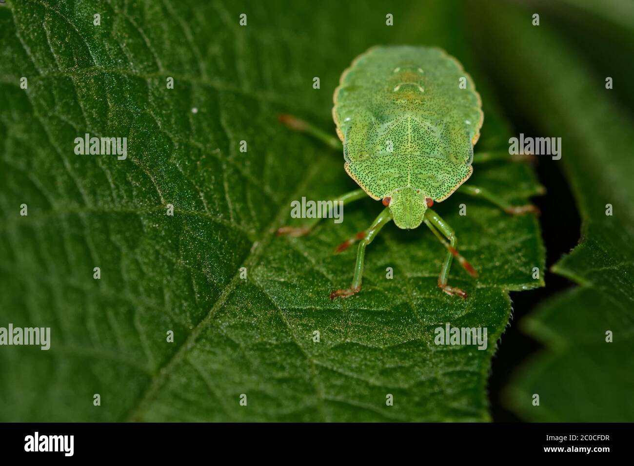 Green beetle hi-res stock photography and images - Alamy