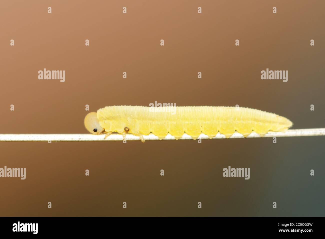 Yellow caterpillar hi-res stock photography and images - Alamy