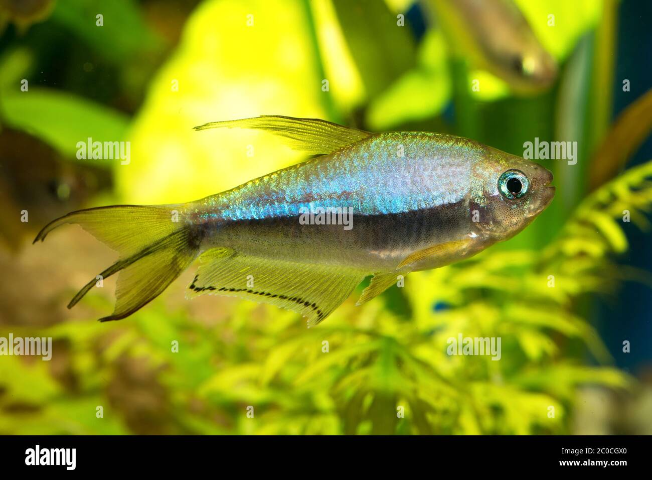 Tetra fish hi-res stock photography and images - Alamy