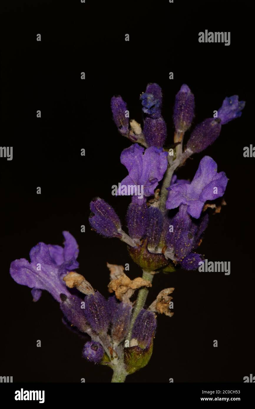 Levander plant hi-res stock photography and images - Alamy