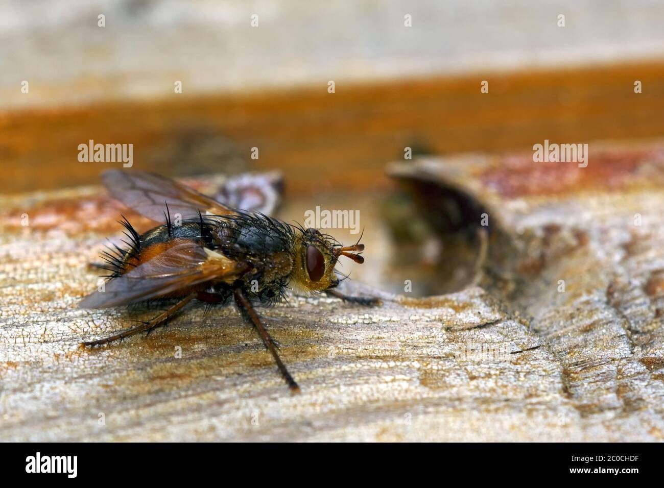 Wood bug house hi-res stock photography and images - Alamy