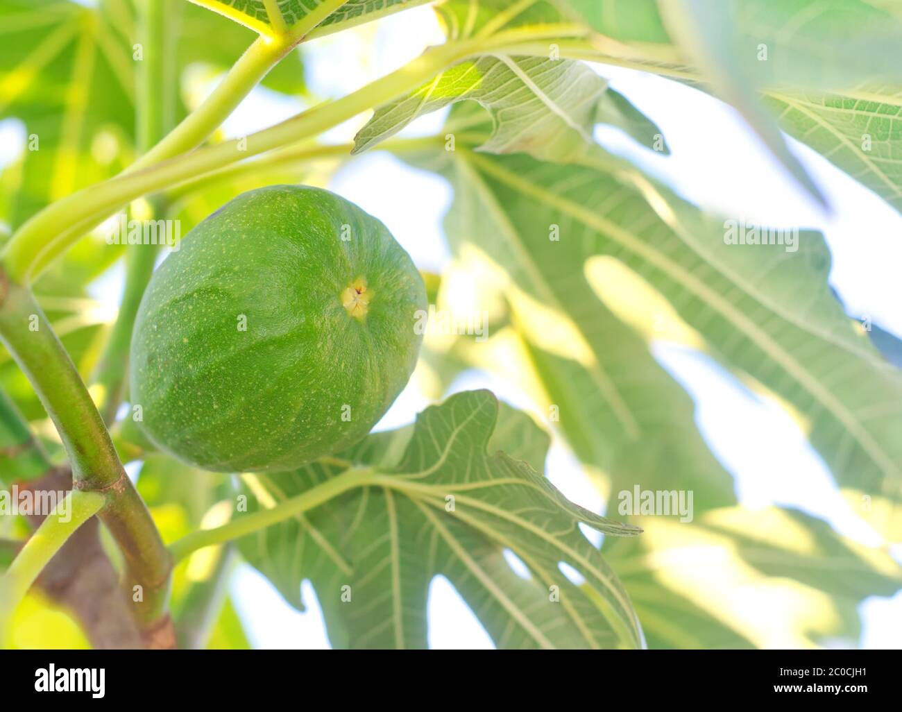 Edible Fig Tree High Resolution Stock Photography and Images - Alamy
