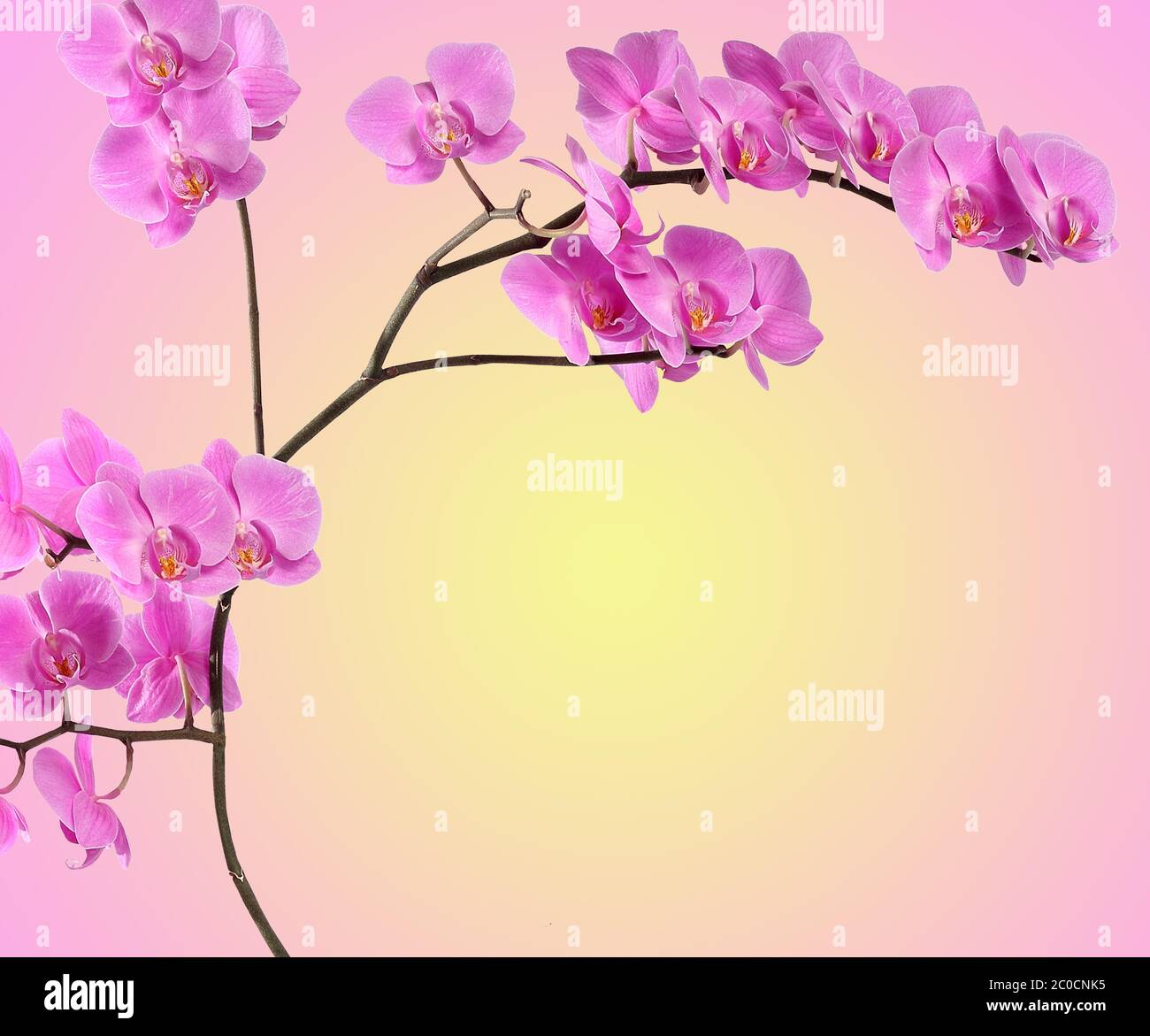 Japanese orchid tree hi-res stock photography and images - Alamy