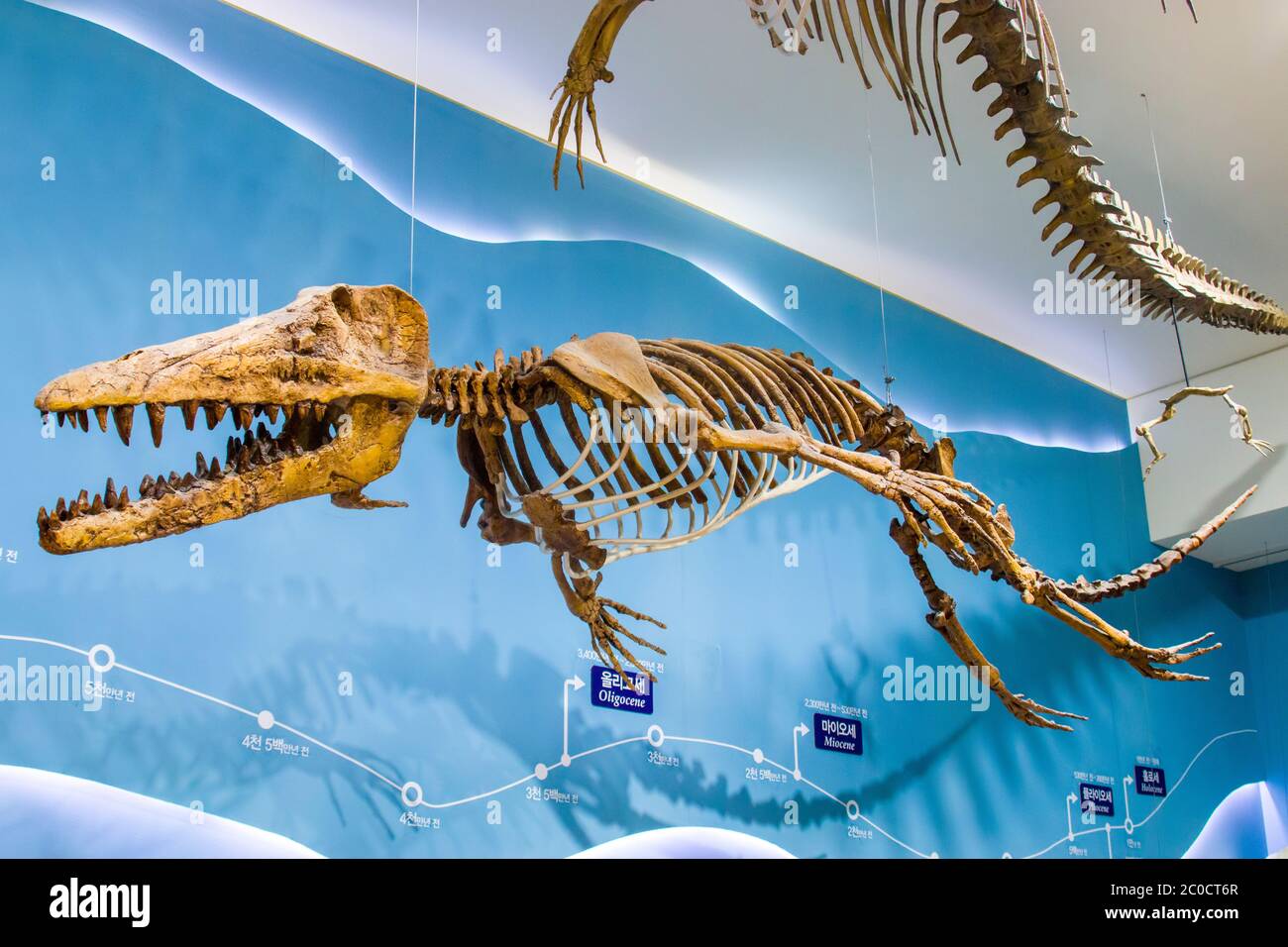 Seoul South Korea Oct 6th 2019: the fossil of ambulocetus natans in ...