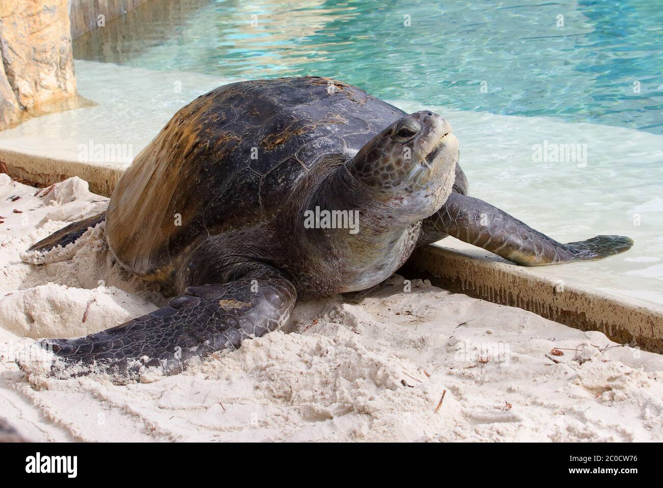 Close up portrait of a cute turtle looking up Stock Photo - Alamy
