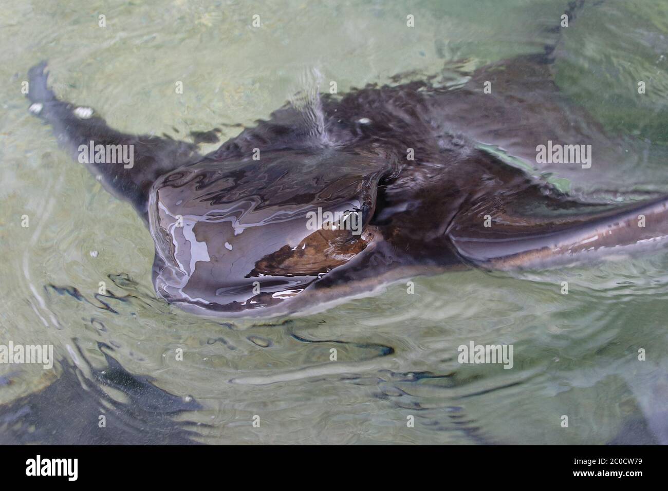 Stingray face hi-res stock photography and images - Alamy
