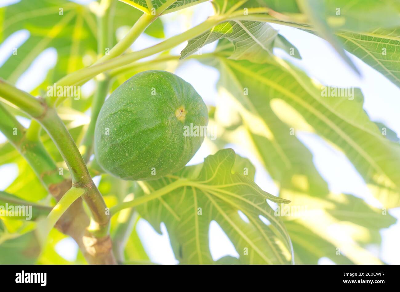 fig on tree Stock Photo - Alamy