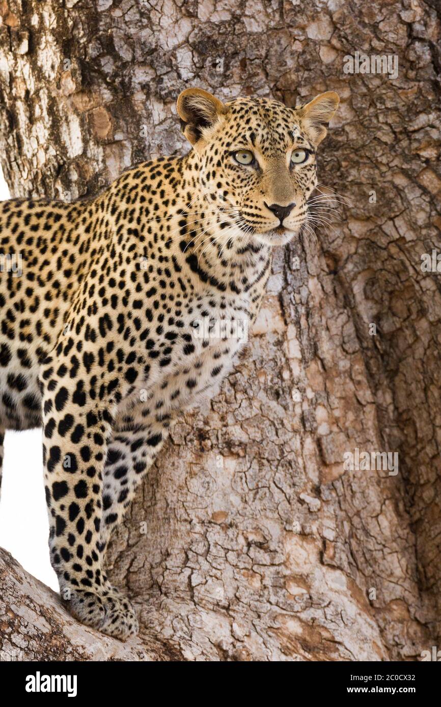 Big five wildlife reserve hi-res stock photography and images - Alamy