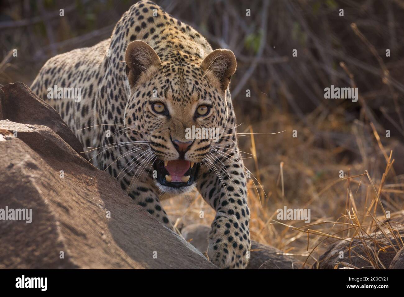 Aggressive predator hi-res stock photography and images - Alamy