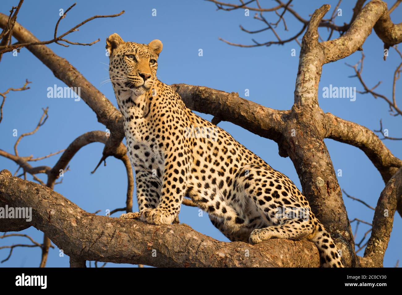 A horizontal portrait of one adult male leopard sitting upright in a ...