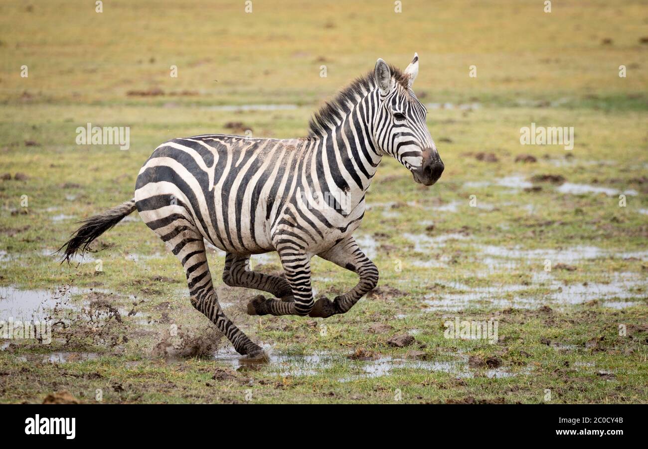 A horizontal view of galloping zebra splashing mud behind on wet plains ...