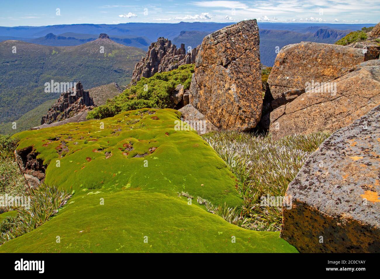 Cushion plants on the summit of Mt Ossa, Tasmania's highest peak Stock ...