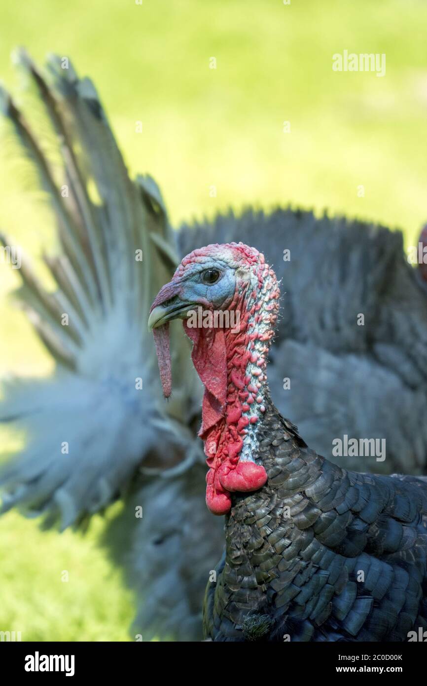 Eastern tom turkey hi-res stock photography and images - Alamy