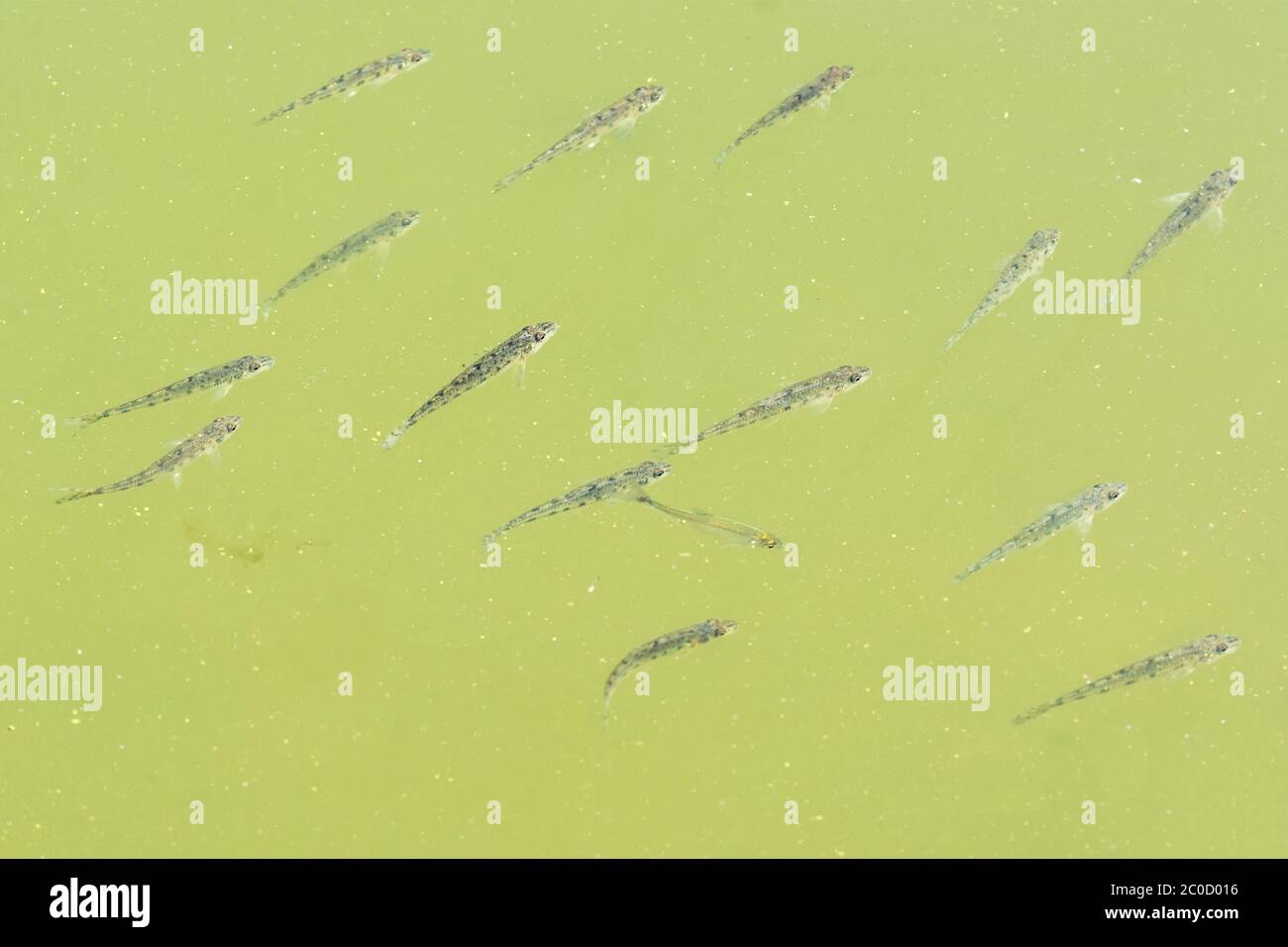 Young fishes floating in the water of the pond Stock Photo - Alamy