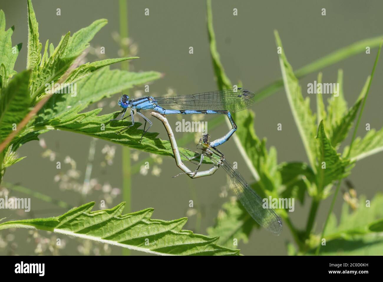 Mating two dragonflies sitting hi-res stock photography and images - Alamy