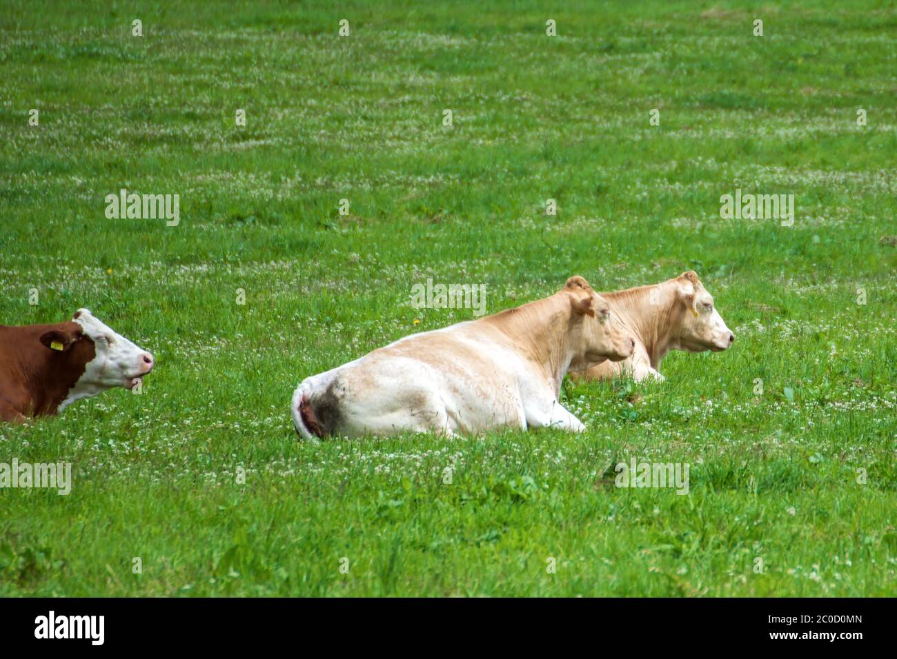 Three cows lying on pasture Stock Photo - Alamy