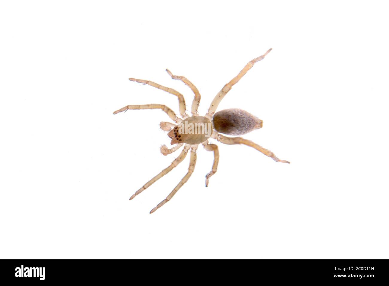 Grey brown spider on a white background Stock Photo - Alamy