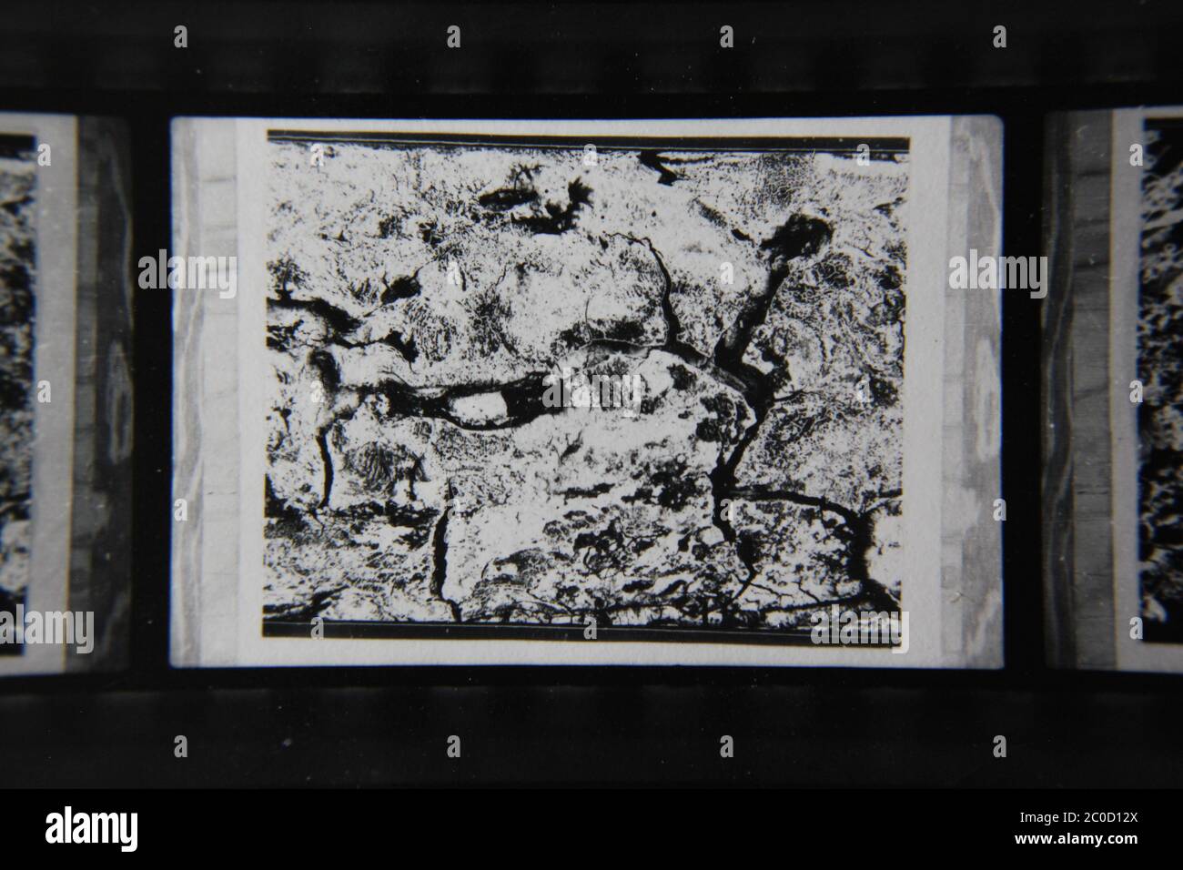 Fine 1970s vintage black and white photography of the beauty of nature ...