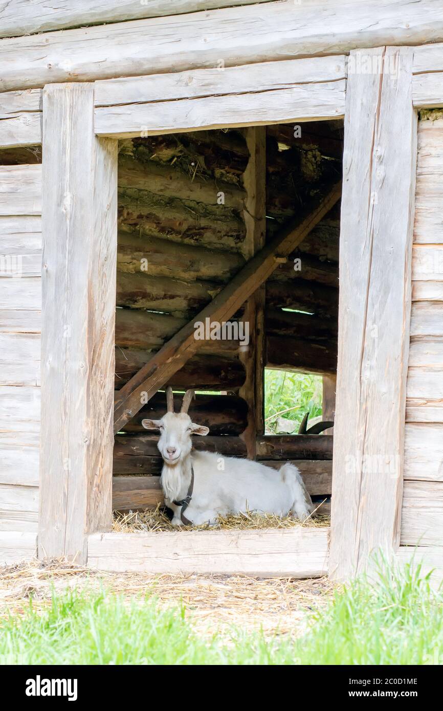 Goat lying in a wooden sty Stock Photo - Alamy