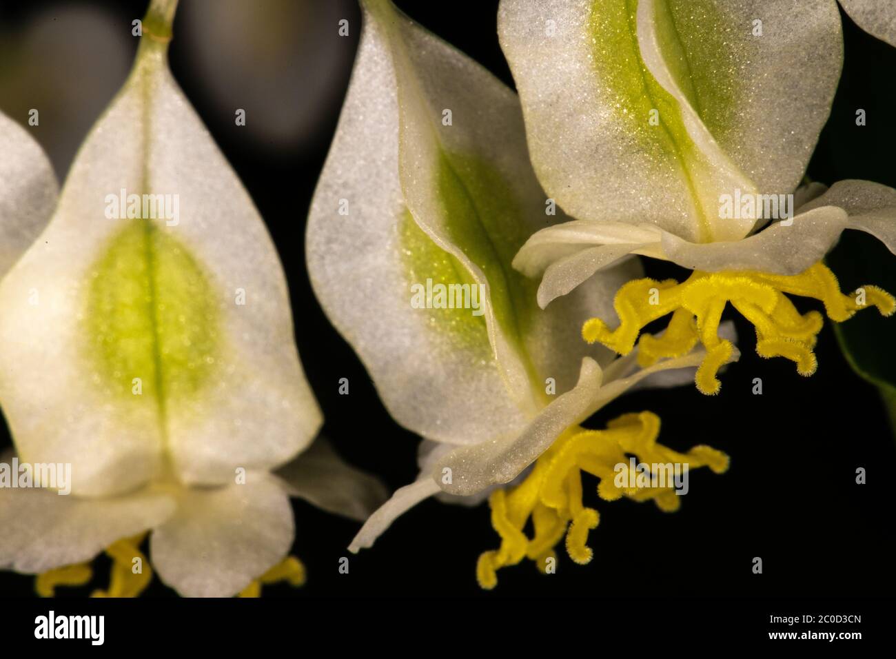 Undulata Begonia (Begonia undulata Stock Photo - Alamy