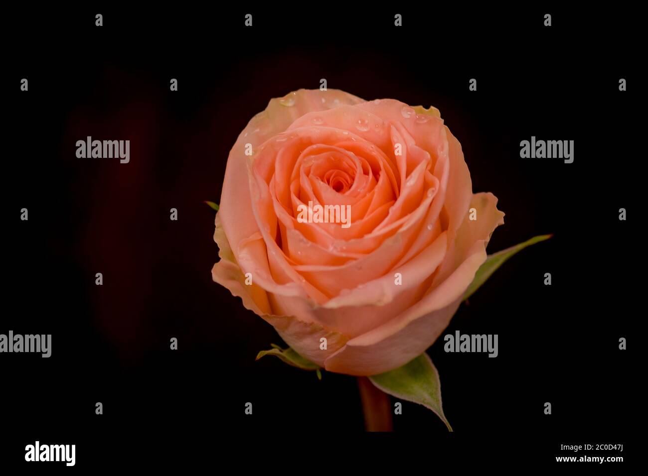 Tiffany hybrid tea rose hi-res stock photography and images - Alamy