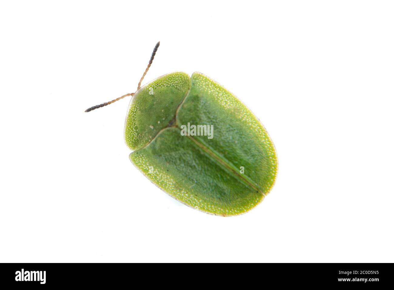 Green shield bug on a white background Stock Photo - Alamy