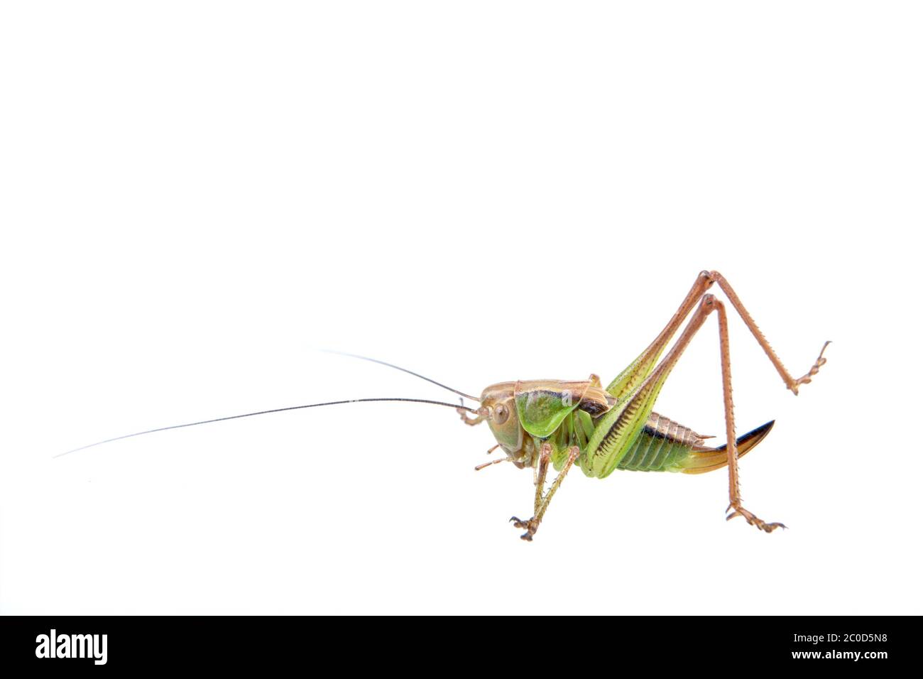Green brown grasshopper on a white background Stock Photo - Alamy
