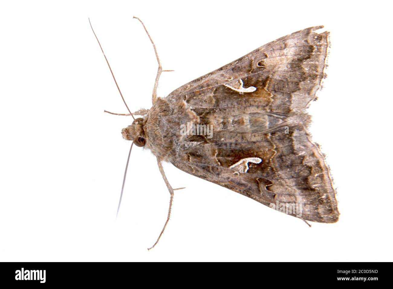 Brown house moth hi-res stock photography and images - Alamy