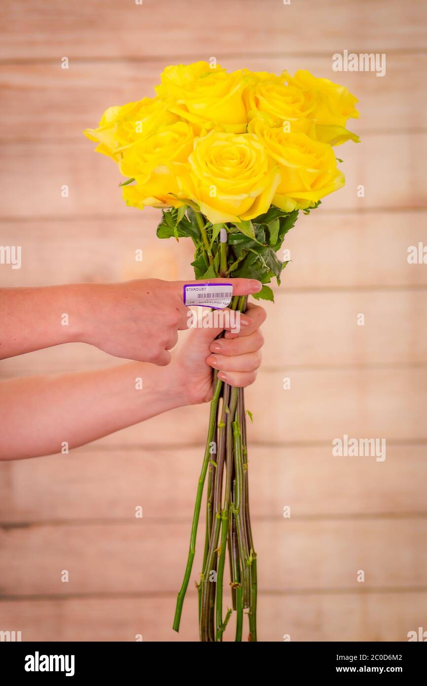 Stardust rose hi-res stock photography and images - Alamy