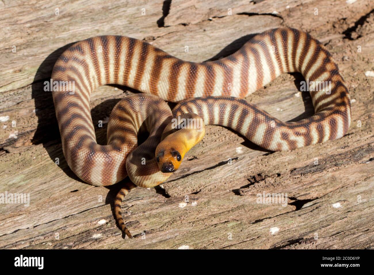 Woma python hi-res stock photography and images - Alamy