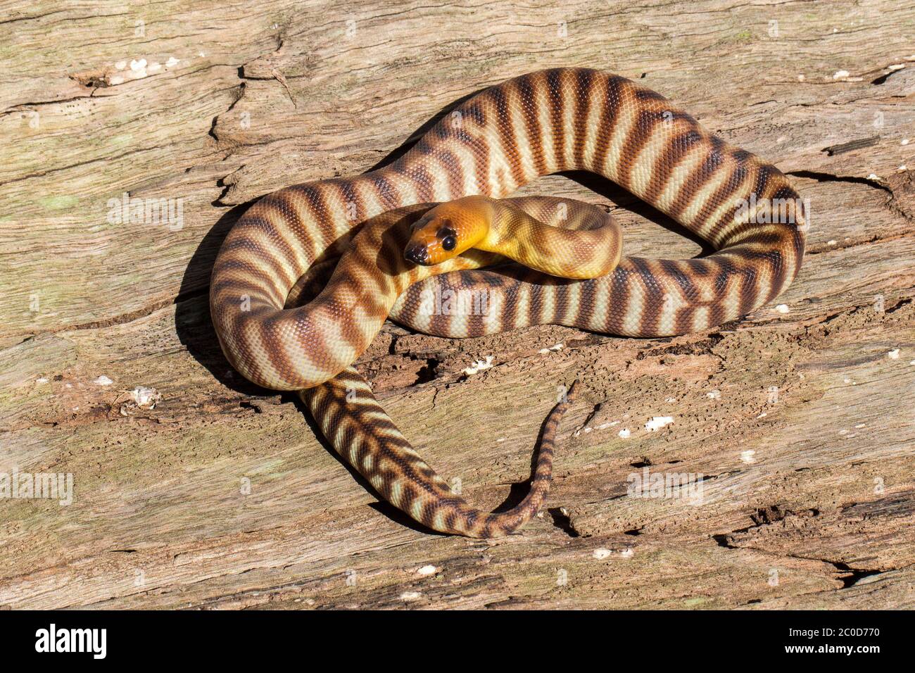 Woma snake hi-res stock photography and images - Alamy