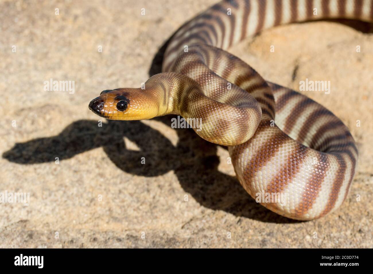 Woma Python in defence stance Stock Photo - Alamy