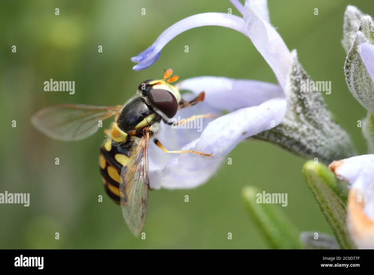 Australian Native Bee collecting nectar on Rosemary Flower Stock Photo ...
