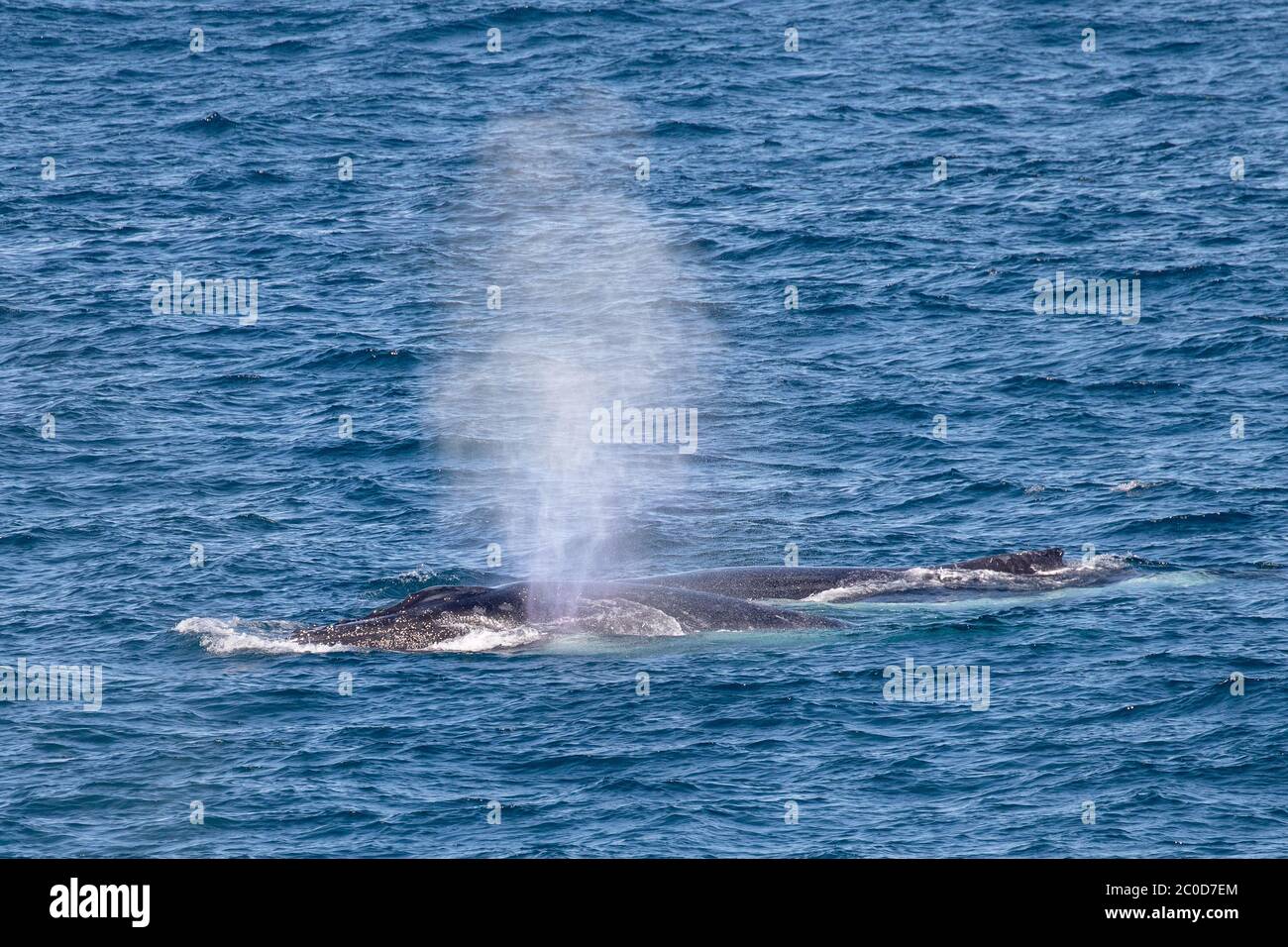 Humpback Whales blowing air and mist at surface Stock Photo - Alamy