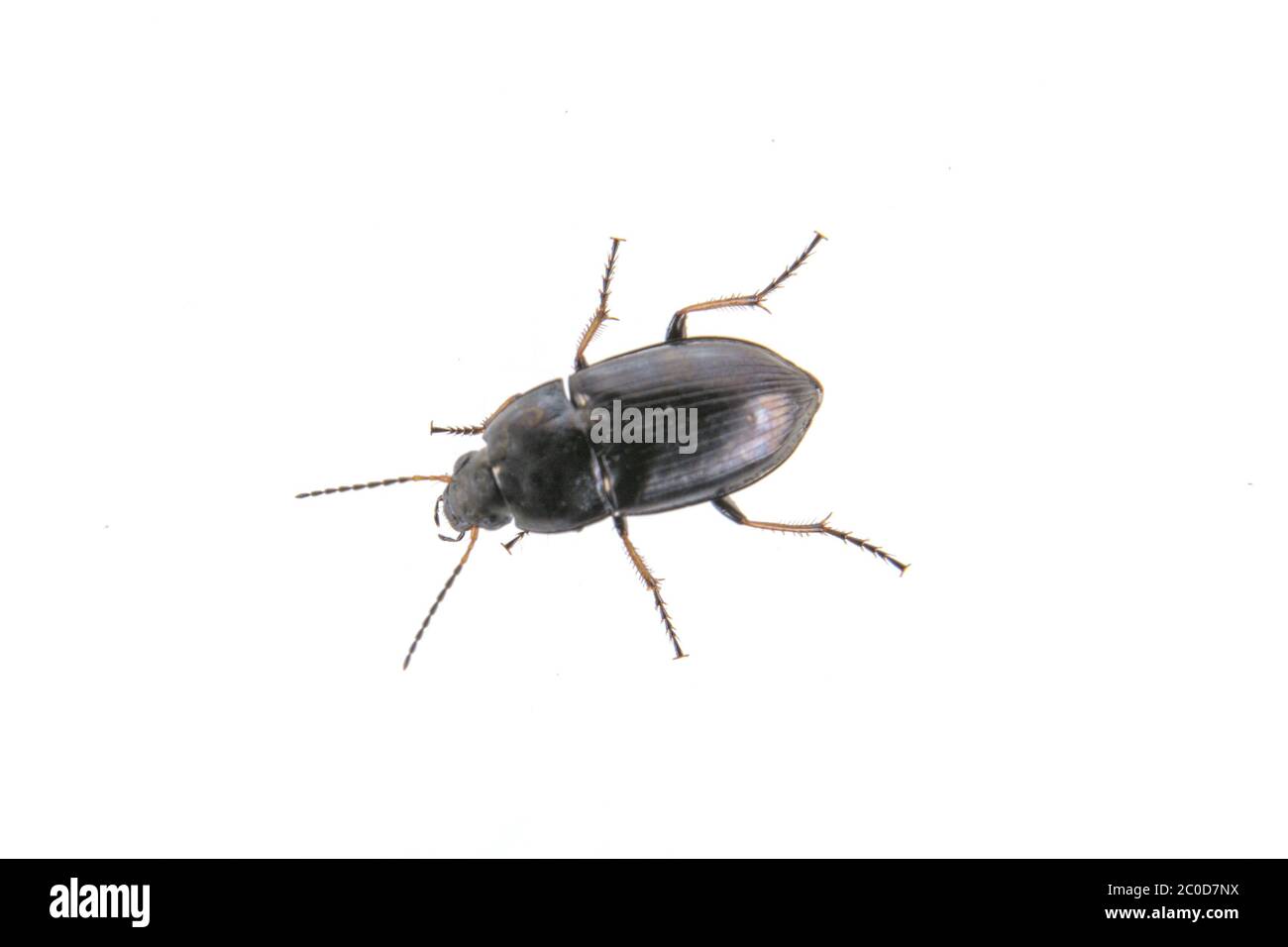 Black bug on a white background Stock Photo - Alamy