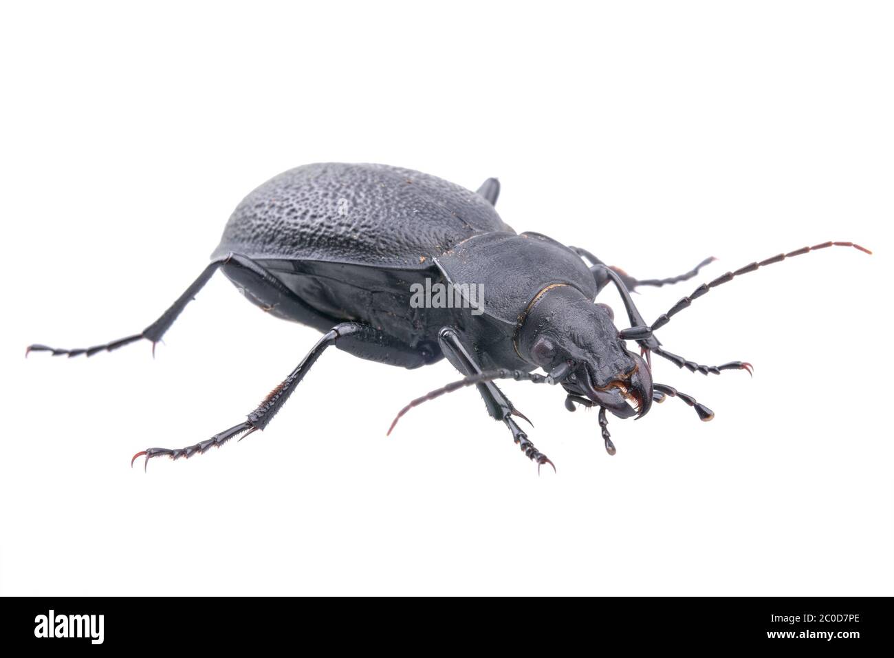 Black bug on a white background Stock Photo - Alamy