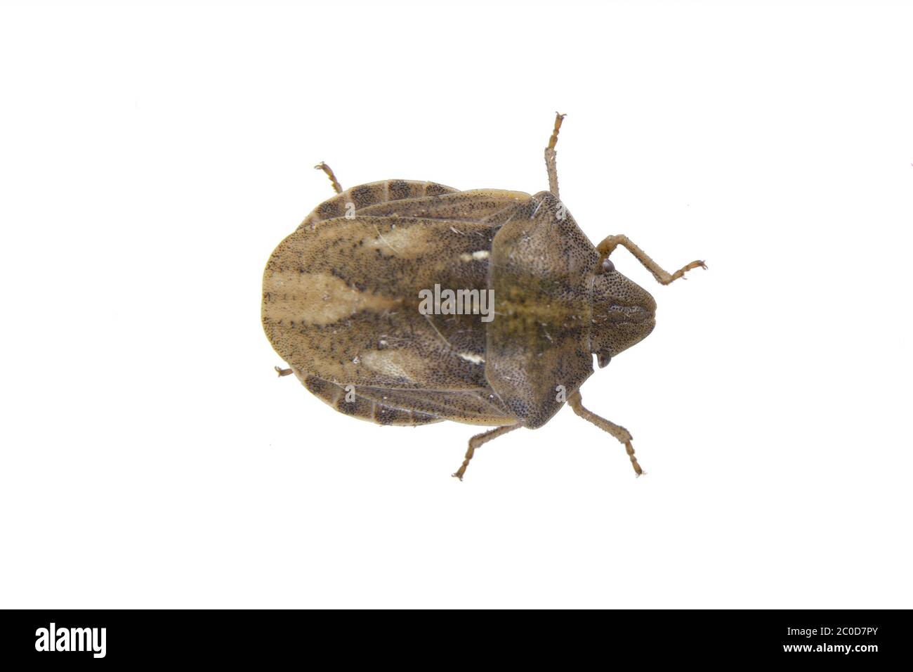 Shield bug on a white background Stock Photo - Alamy