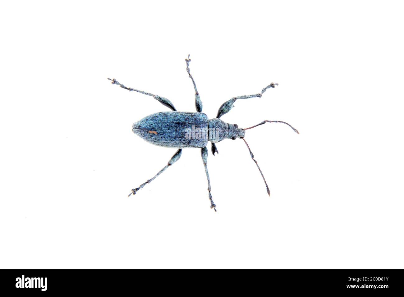 Blue bug on a white background Stock Photo - Alamy