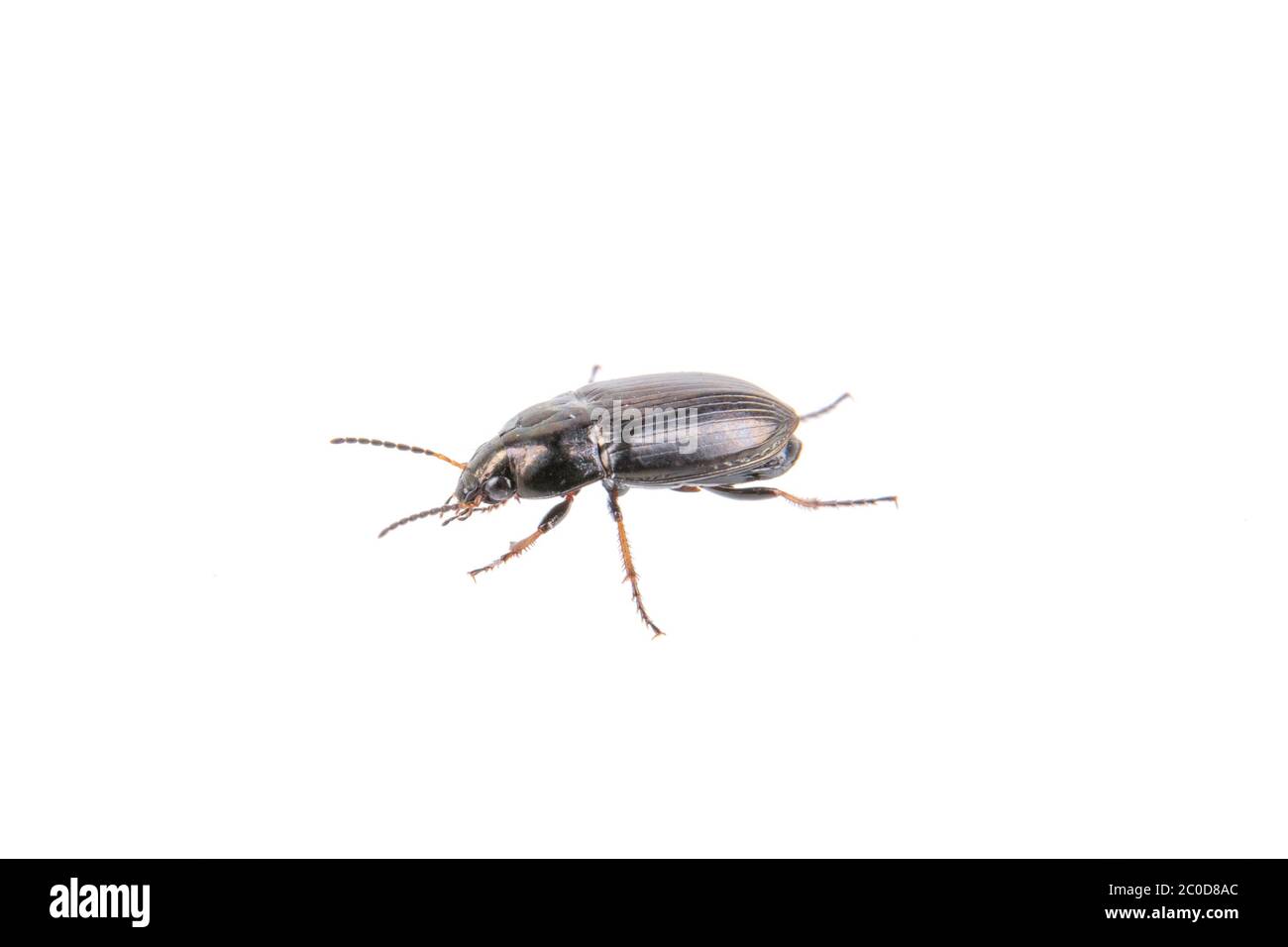 Black bug on a white background Stock Photo - Alamy