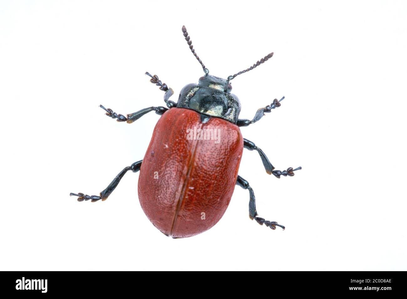 Chrysomelidae hi-res stock photography and images - Alamy