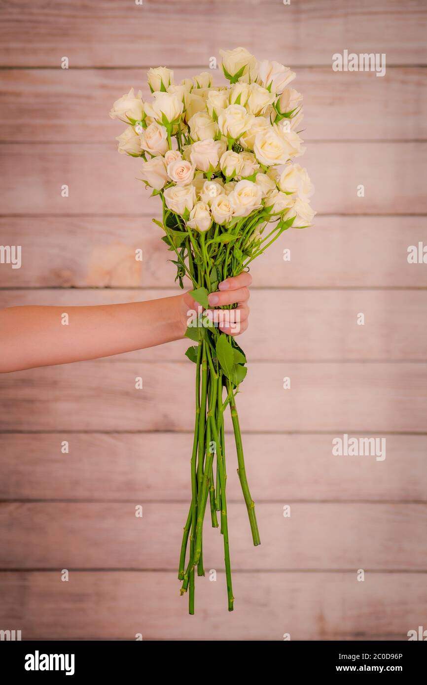 Women hand holding a bouquet of White Majolica roses variety, studio ...