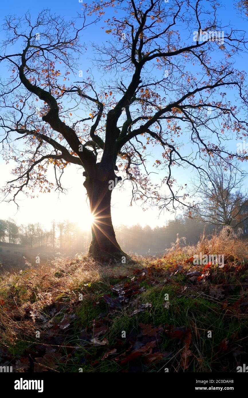 Sunrise oak tree hi-res stock photography and images - Alamy