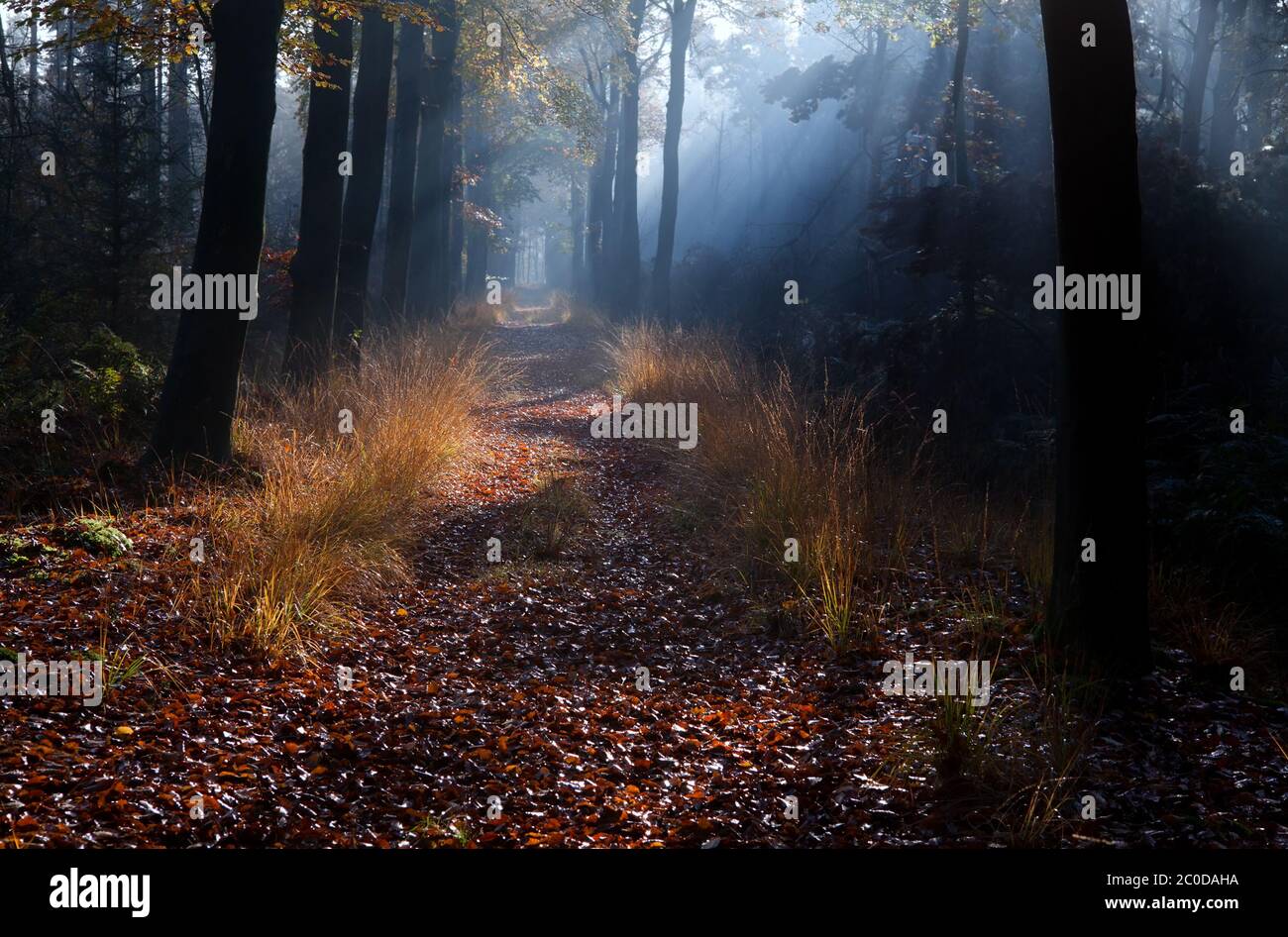 Sunshine forest path autumn hi-res stock photography and images - Alamy