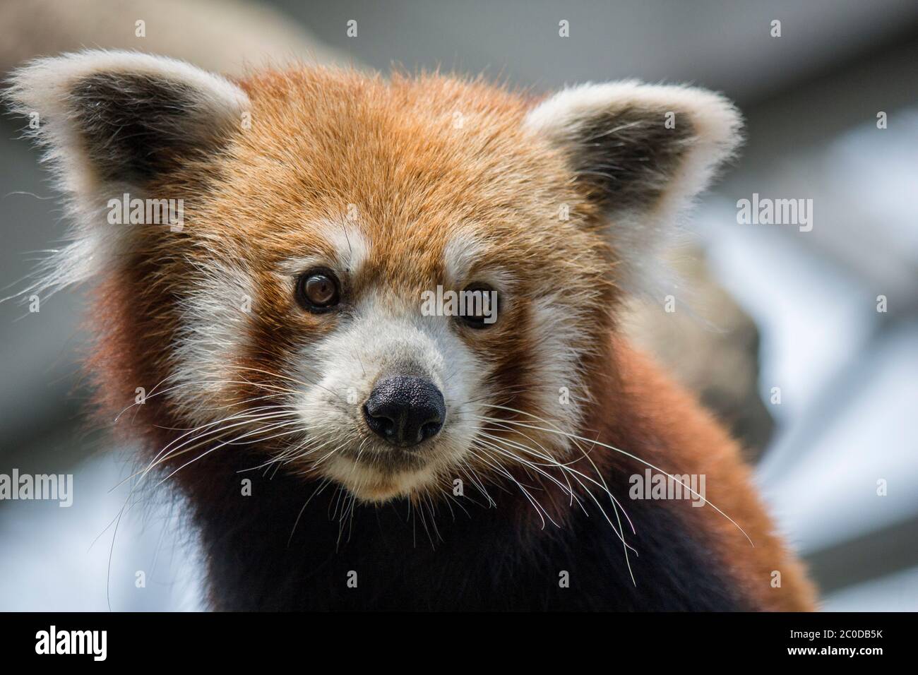 Native To The Eastern Himalayas High Resolution Stock Photography and ...