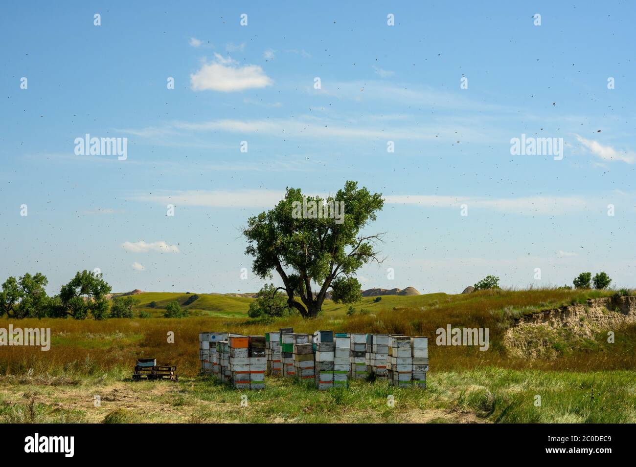 Stacks of Bee Boxes with swarms of bees in countryside Stock Photo - Alamy