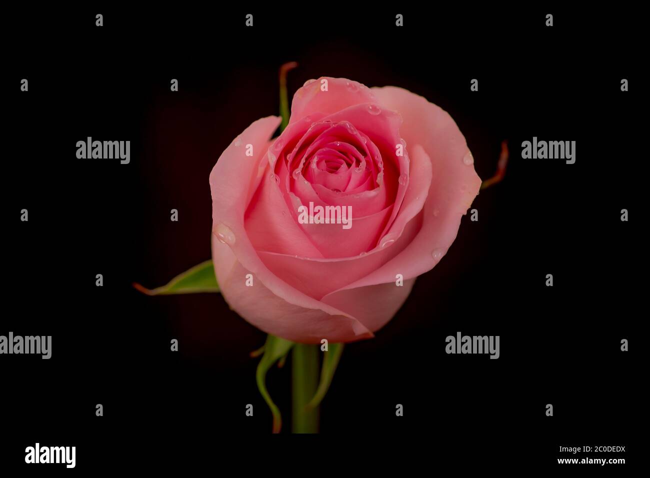 Close up macro of Luciano roses variety, studio shot Stock Photo - Alamy