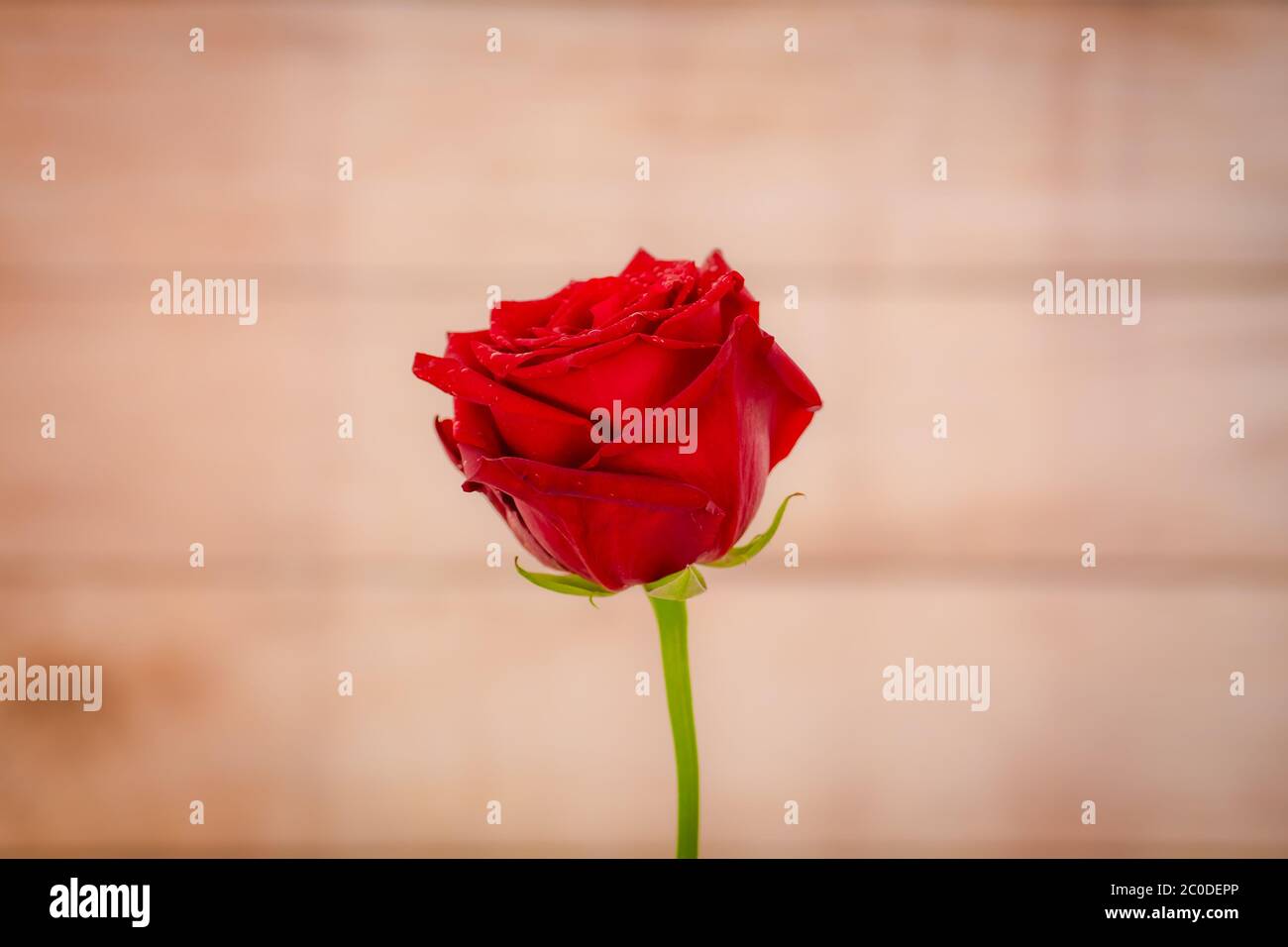 Macro, Close up of classic Explorer roses variety, studio shot Stock ...